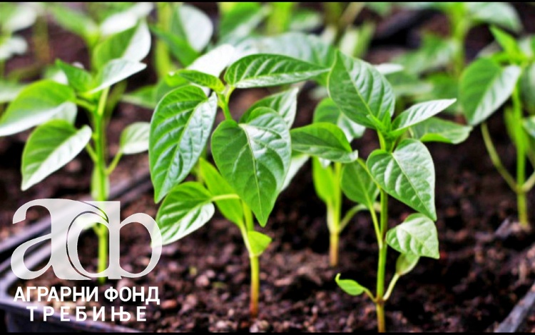 Аграрни фонд: Јавни позив за ДОДЈЕЛУ РАСАДА ПАПРИКЕ И ПАРАДАЈЗА | Радио ...